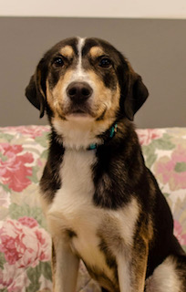 Dog Adoption - Adopt Rescue Dogs on Long Island, NY