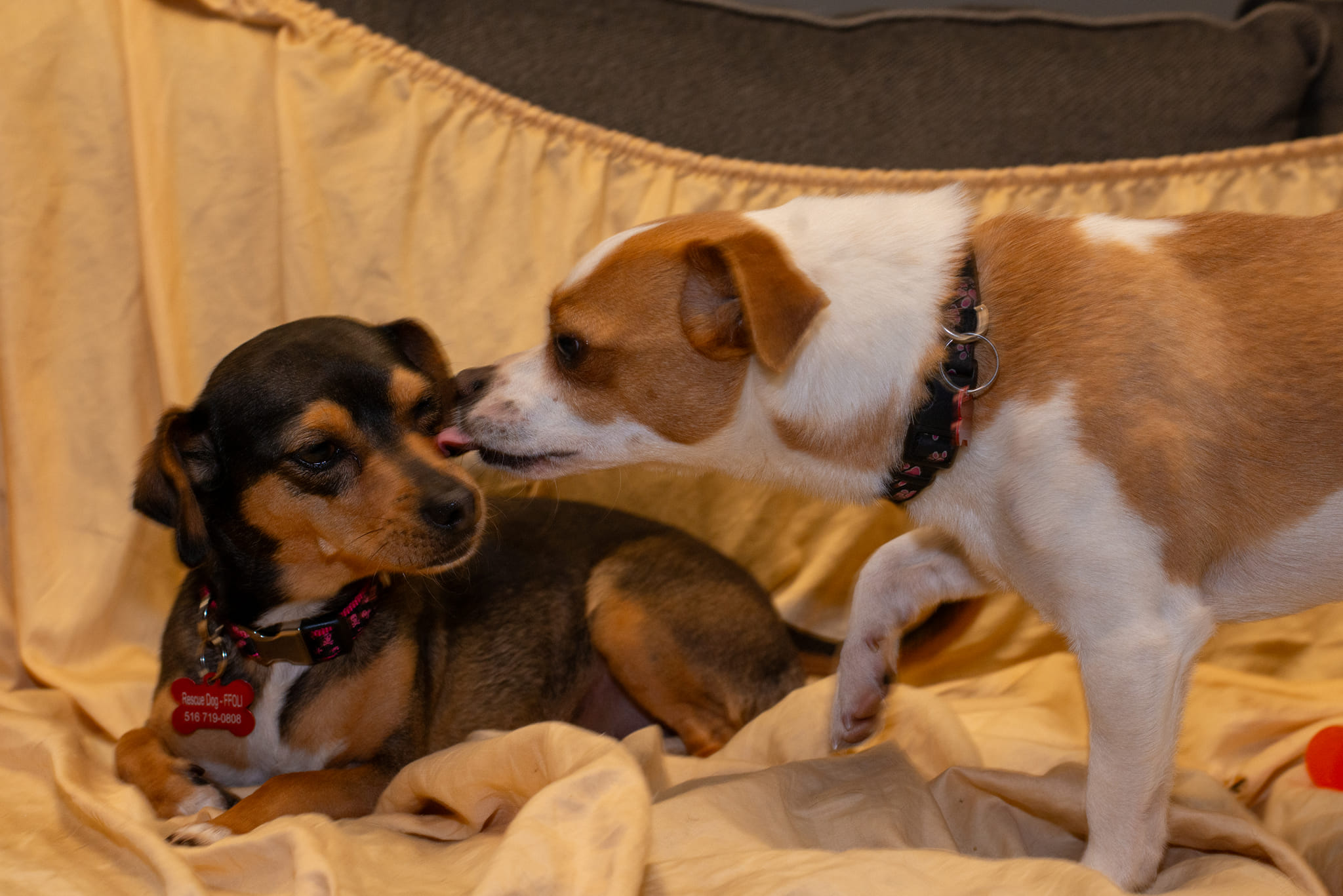 Dog Adoption - Adopt Rescue Dogs on Long Island, NY