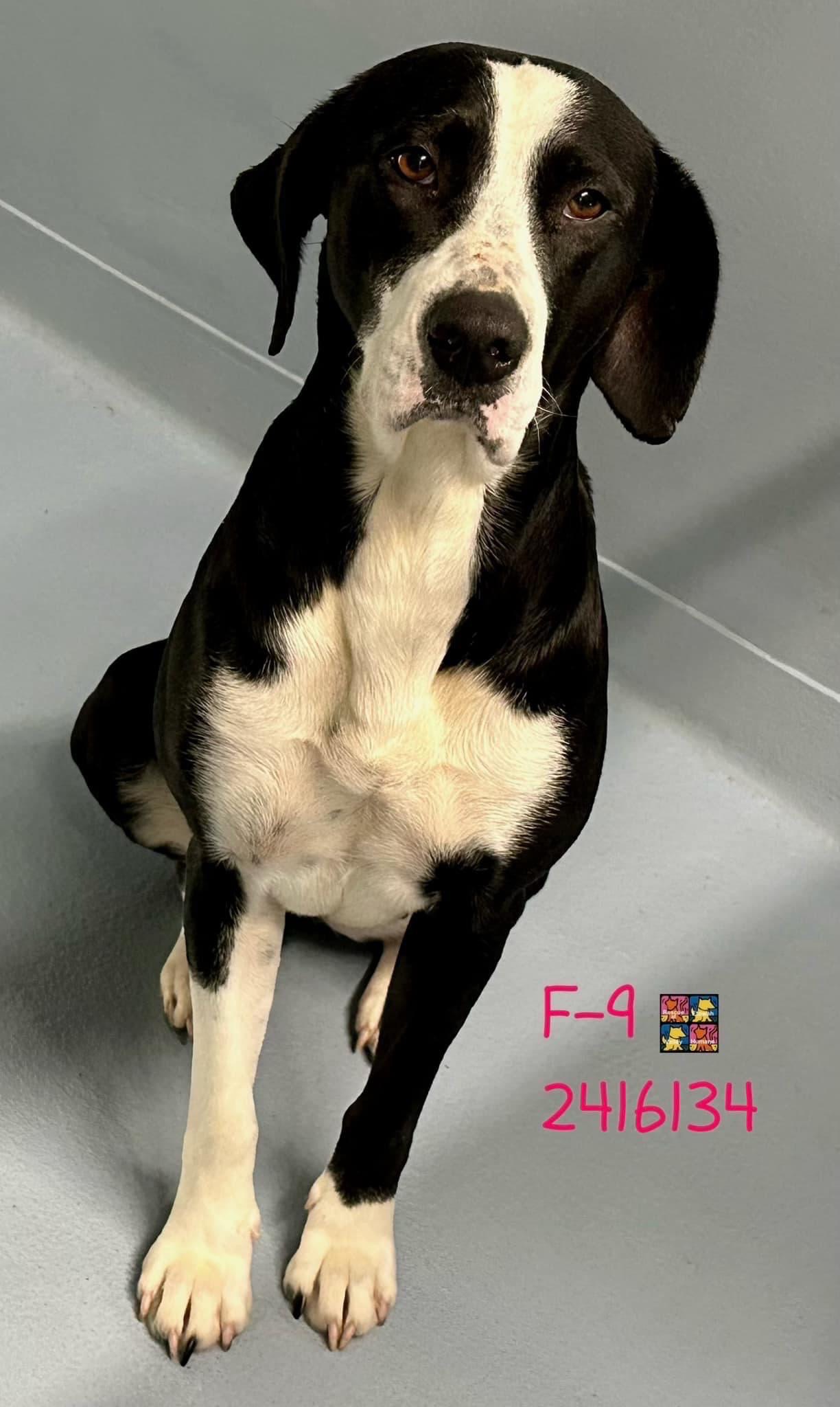 Dog Adoption - Adopt Rescue Dogs on Long Island, NY